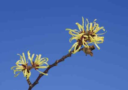 Witch Hazel Uses and History – Mother Earth News